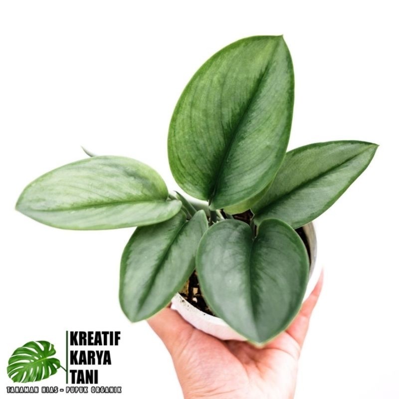 Jual Tanaman sirih susu - Scindapsus treubii moonlight | Shopee Indonesia