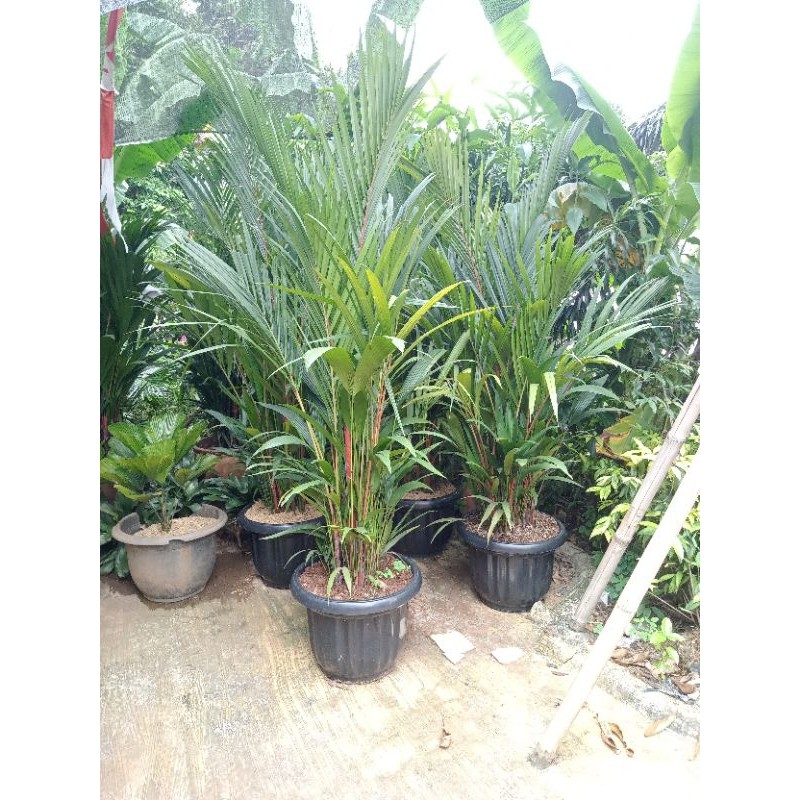 Jual POHON PALM MERAH TINGGI 1,5MTR - 2MTR RIMBUN - TANAMAN PALEM MERAH ...