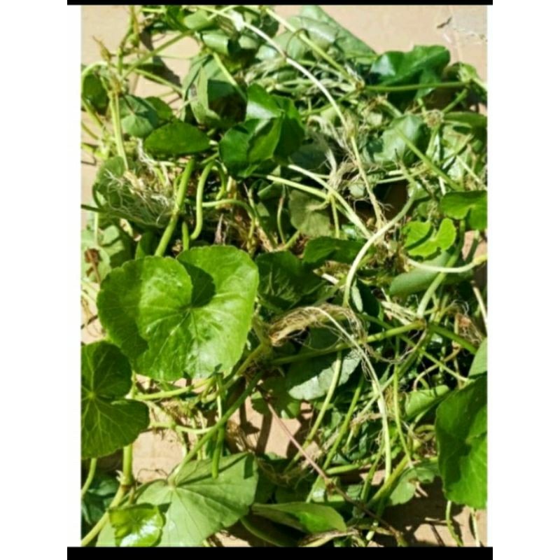 Jual Daun pegagan/antanan segar 1kg | Shopee Indonesia