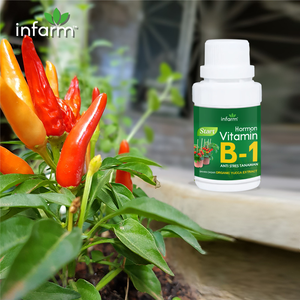 Jual ID INFARM - VITAMIN B1 PREMIUM NUTRISI TANAMAN ANTI STRESS ...