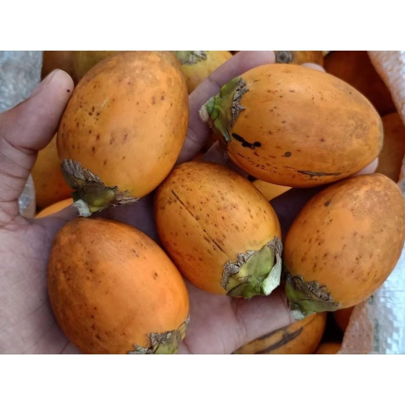 Jual Buah pinang tua 1 kg | Shopee Indonesia