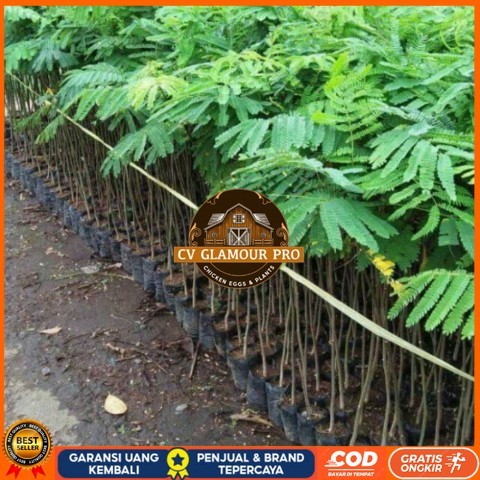 Jual BIBIT POHON KAYU SENGON SOLOMON F17, PAKET 10 BIBIT, POHON ALBASIA ...