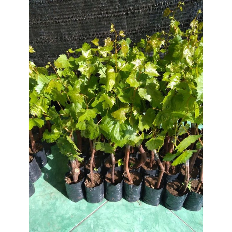 Jual NeysaBELI 2 GRATIS PUPUK Bibit Anggur Import Ninel, Jupiter, Trans ...
