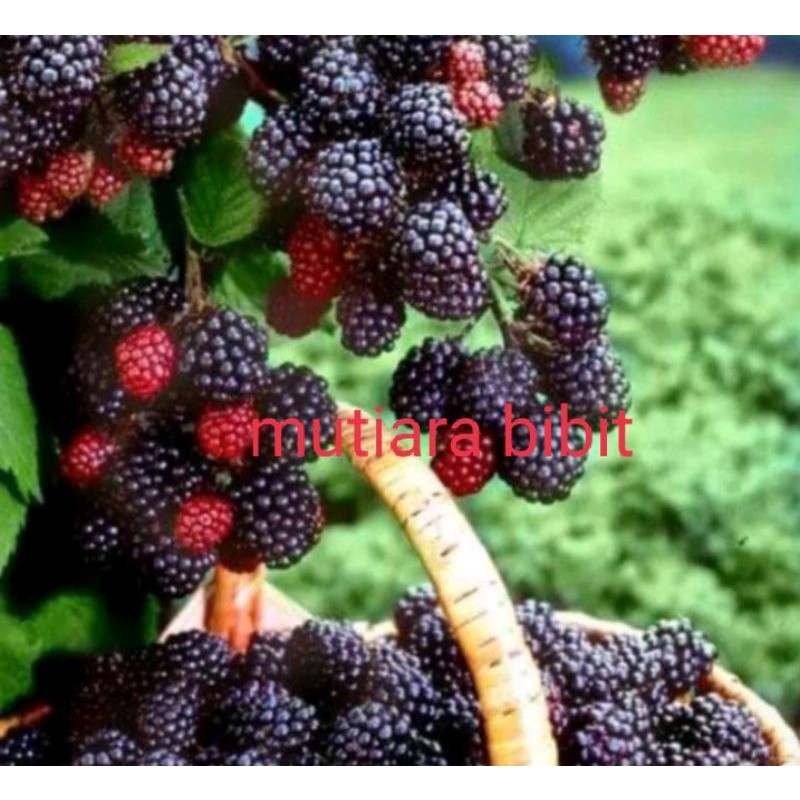 Jual Bibit murbey super | Shopee Indonesia