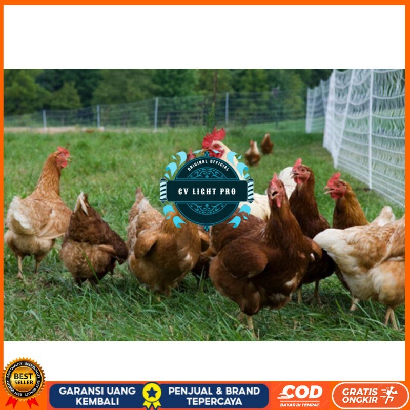 Jual TELUR AYAM RAS PETELUR TANGGUH UNTUK DI TETASKAN CV LIGHT PRO ...