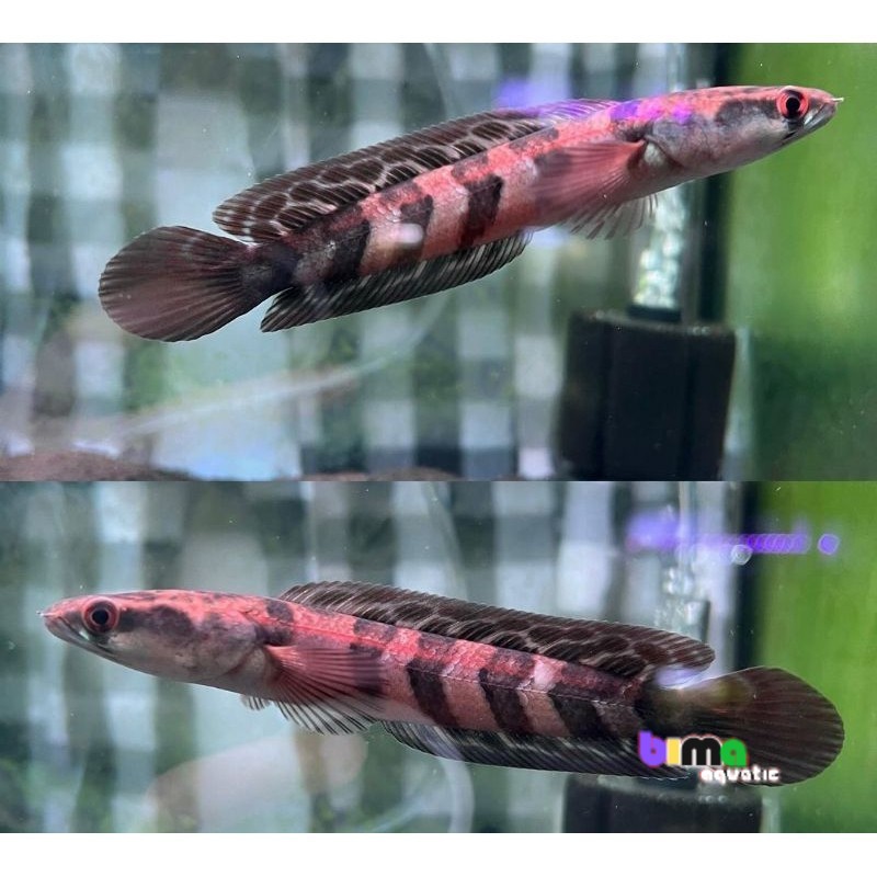 Jual Hiasan akuarium Channa Red Barito Bar Rapih Sortiran Simet Bahan ...