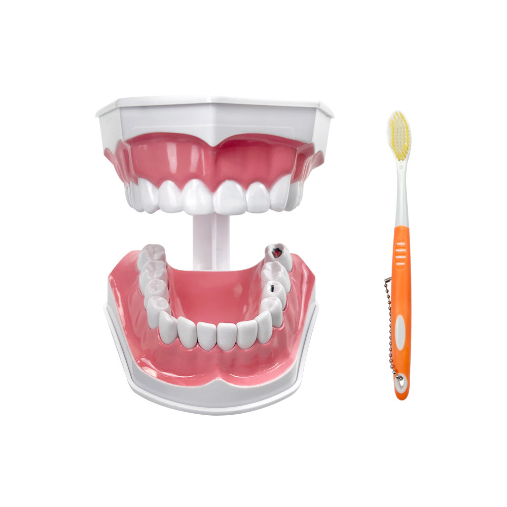 Jual Dental Brushing Education 2 Times Teeth Model With Toothbrush Deta ...