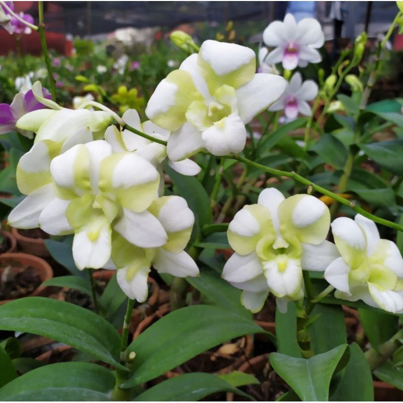Jual Seedling Anggrek Dendrobium Liberty White -tanaman hidup-bunga ...