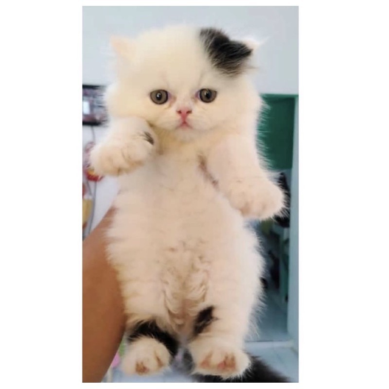 Jual kucing persia kitten mainchoon ragdoll peaknose bengal munckhin ...