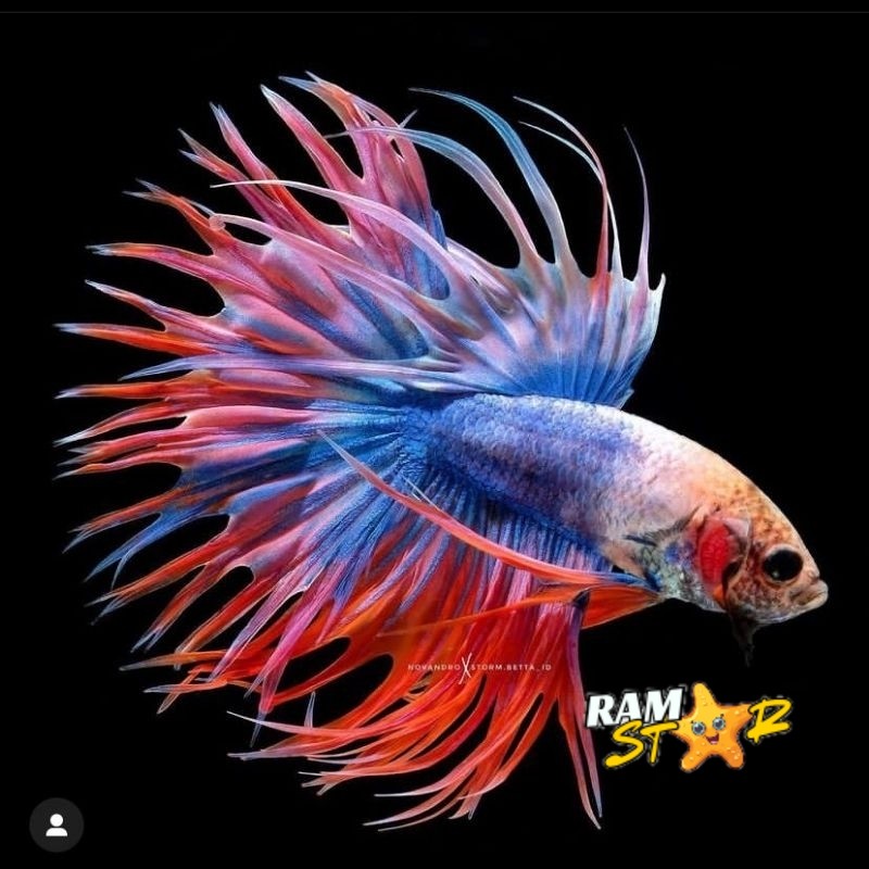Jual cupang serit size S+ crowntail | Shopee Indonesia