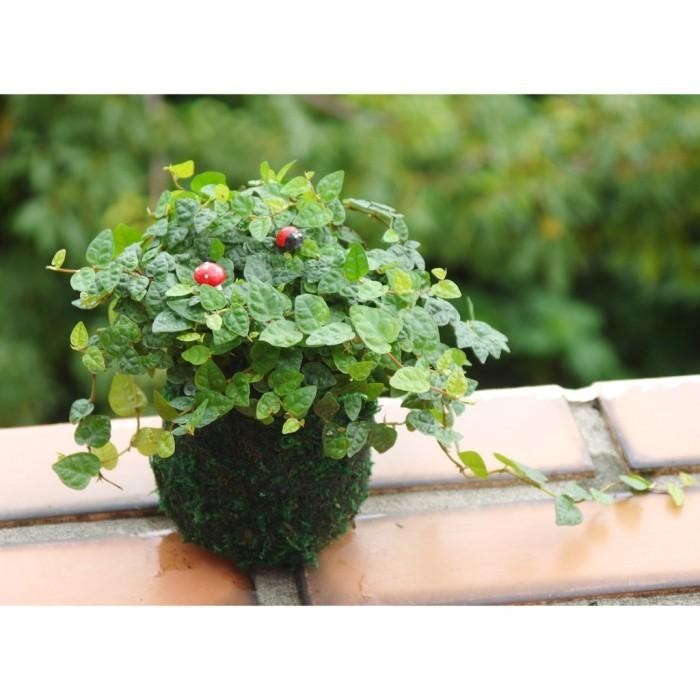 Jual Mossball - Climbing Fig Ficus Pumila Tanaman Daun Dolar Dollar ...