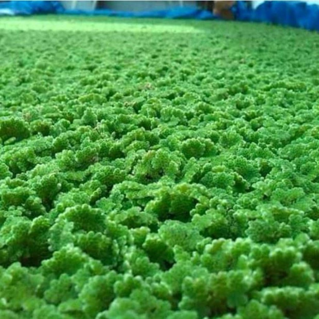 Jual Azolla Segar Hidup | Pupuk Organik | Pakan Ternak Ikan Lele Ayam ...
