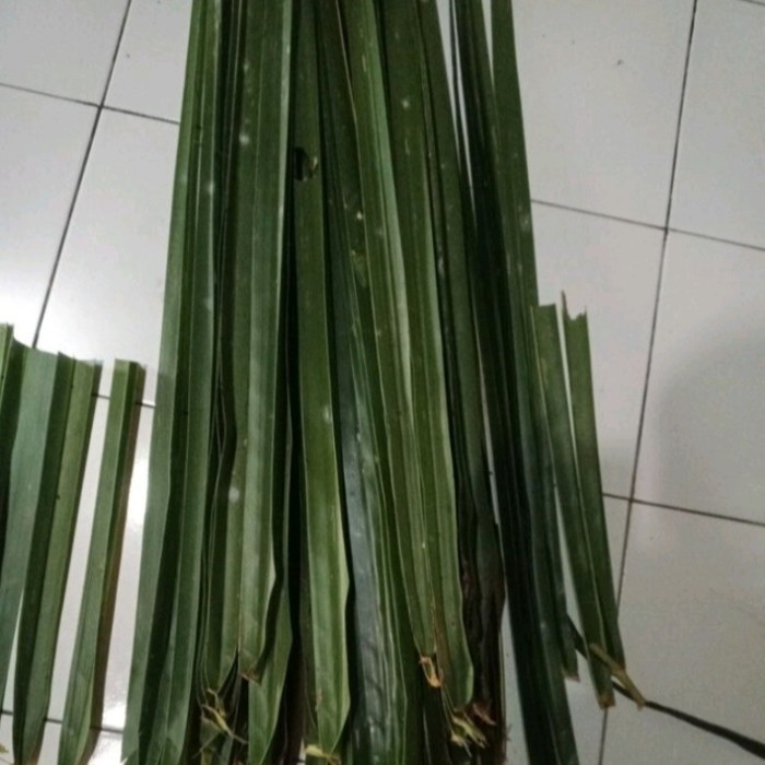 Jual Promo Daun Kelapa Tua Segar 30 Batang | Janur Hijau untuk Dekorasi ...