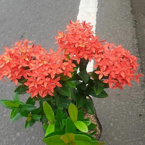 Jual Bibit Bunga Soka Merah – Tanaman Hias Ixora Coccinea, Cocok untuk ...