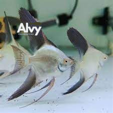 Jual Manfish BSP Golden Tricolor Altum Pinoy Platinum Red eye angel fis ...