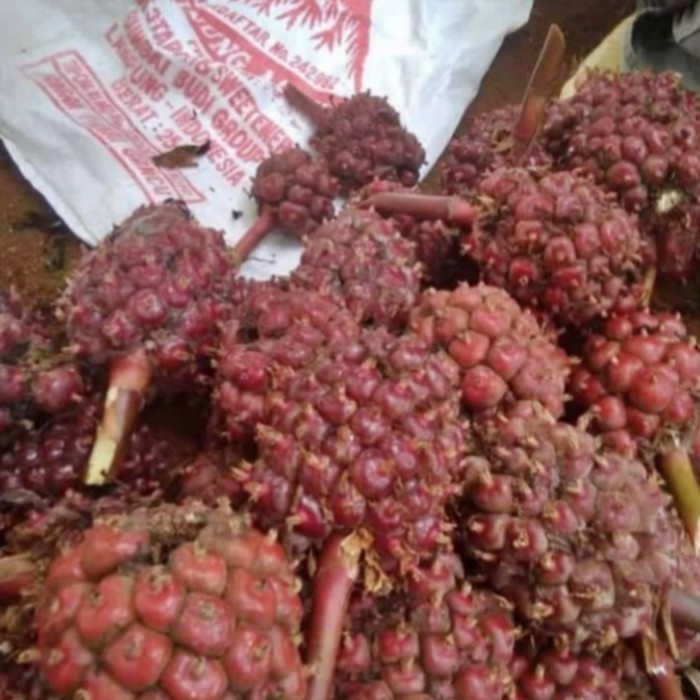 Jual Buah Honje Segar Dan Unggul Persatu Buah | Shopee Indonesia