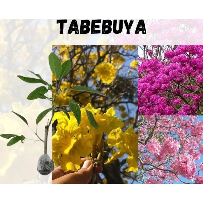 Jual tanaman hias Tabebuya - Pohon Bunga Sakura Tabebuya Tabebuia Siap ...