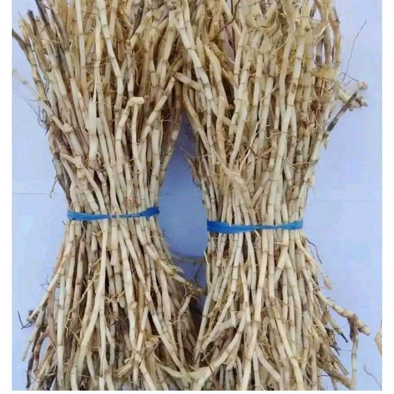 Jual Akar Alang Alang segar 1kg | Shopee Indonesia