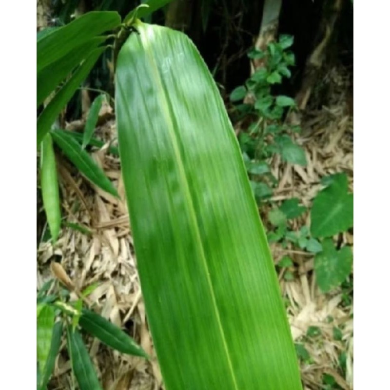 Jual new.. daun bambu bungkus bakcang jumbo 50 pcs | Shopee Indonesia