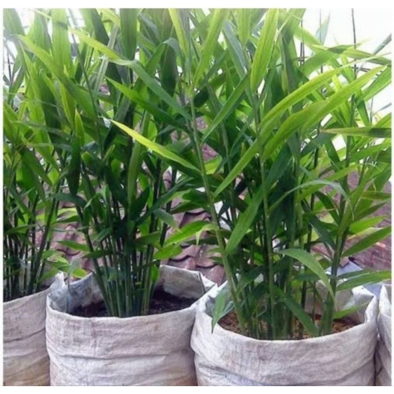 Jual Bibit jahe super siap tanam per satu tangkai ' di ambil dari kebun ...