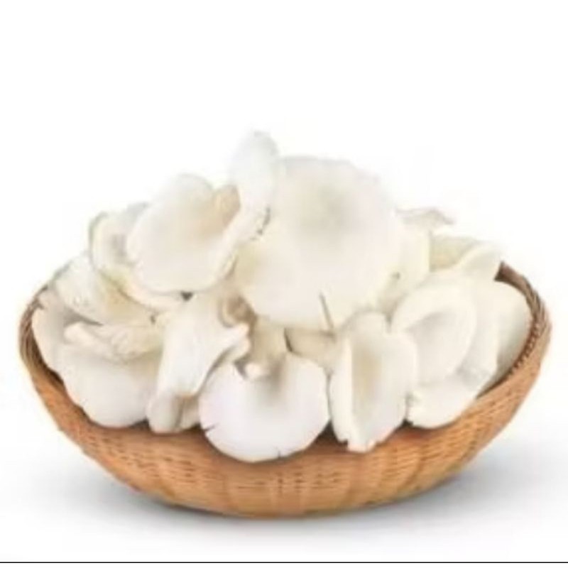 Jual jamur tiram 500gram segar (R-S) | Shopee Indonesia