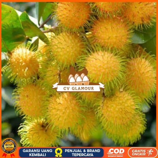 Jual BIBIT RAMBUTAN KUNING/ POHON BUAH RAMBUTAN KUNING/ RAMBUTAN GADING ...