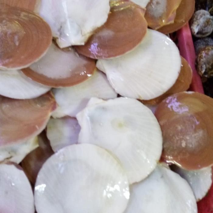 Jual Kerang Simping 1 kg | Shopee Indonesia