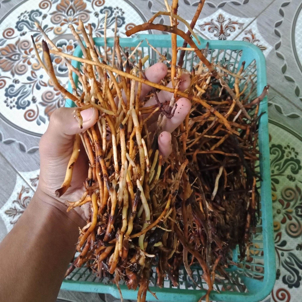 Jual Akar pohon aren /akar kawung segar 1kg | Shopee Indonesia