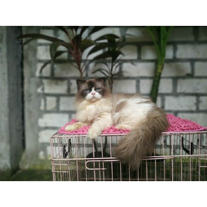 Jual kucing jantan ragdoll dan betina Himalaya ragdoll | Shopee Indonesia