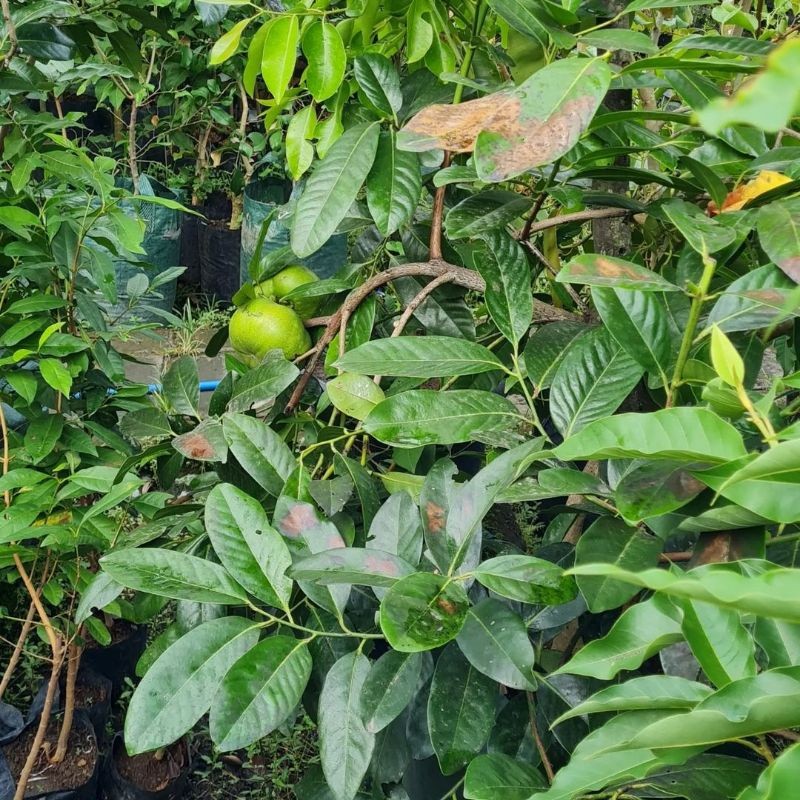 Jual JAMIN MURAH !!!Bibit Black Sapote Jumbo / Sawo Mexico ( Sawo Hitam ...