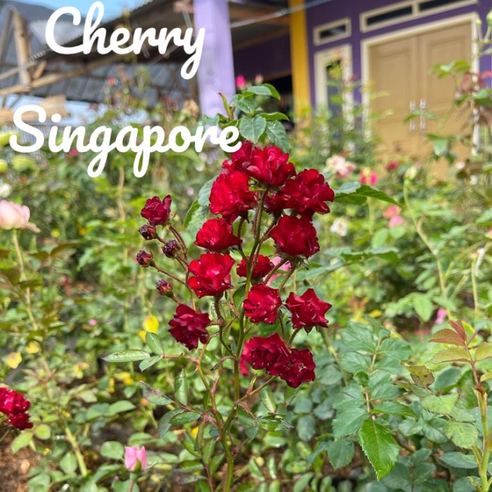 Jual Tanaman Bunga MAWAR CHERRY SINGAPORE - Tanaman Hias Merambat ...