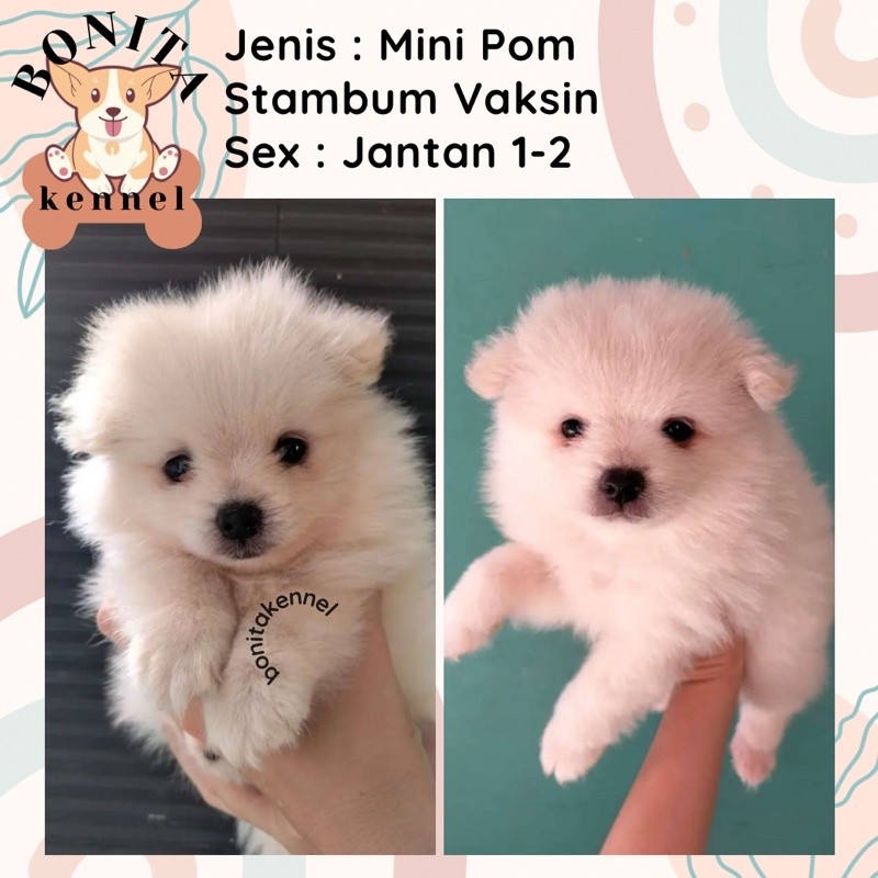 Jual Anakan Anjing Mini Pomeranian Super Mini Pom Jantan Snow White ...