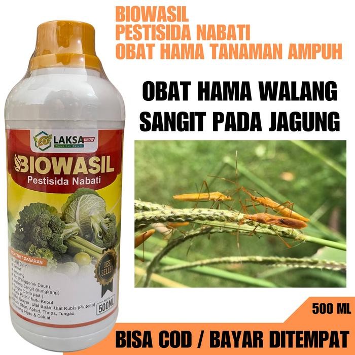 Jual Obat Pembasmi Hama Walang Sangit Pada Tanaman Jagung Paling Ampuh ...