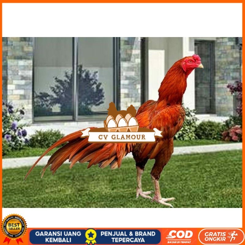 Jual TELUR AYAM BANGKOK WANGKAS JUMBO UNTUK DI TETASKAN CV GLAMOUR ...