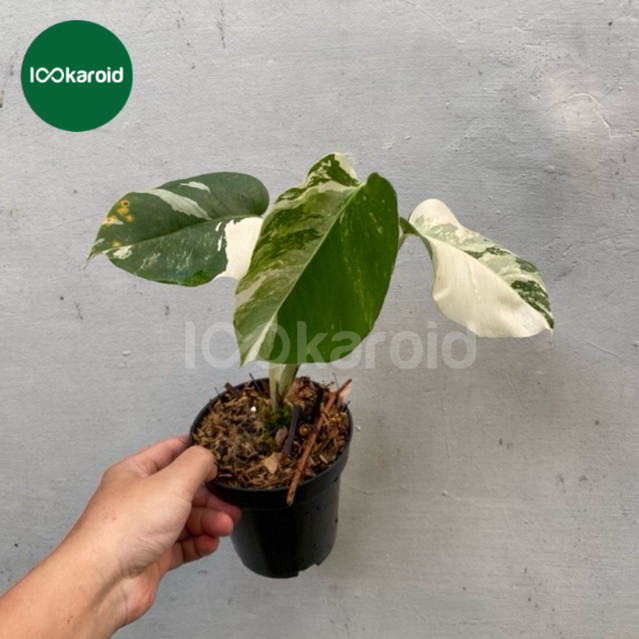 Jual Tanaman Hias Monstera Variegata White Tiger / Monstera Varigata ...