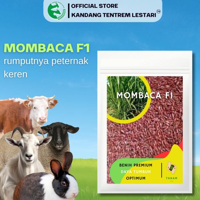 Jual Benih Rumput MOMBACA F1 1000 Biji Premium TANAM SEED Panicum ...