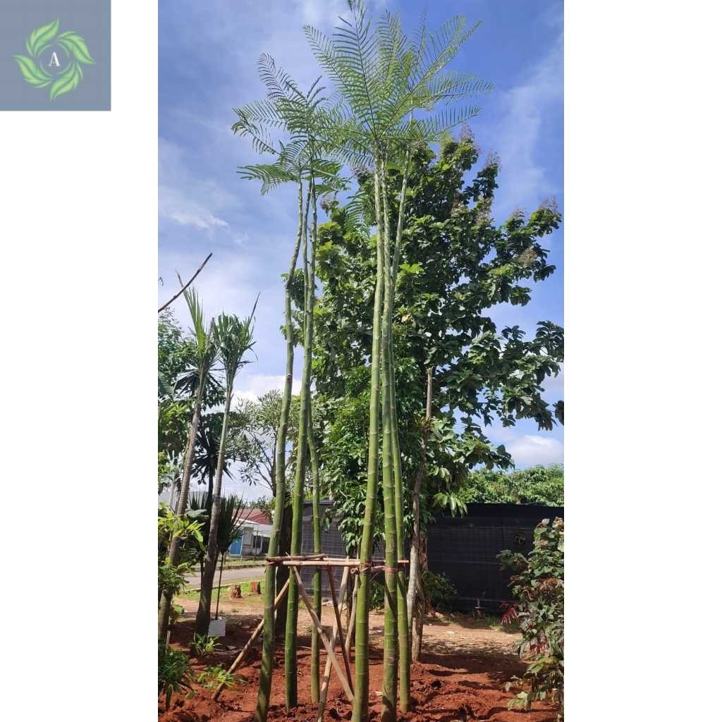 Jual Pohon Pakis Brazil (Solobium) Berbagai Ukuran Tinggi, Pohon ...