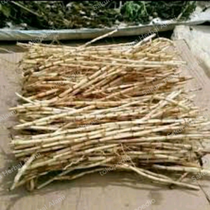 Jual akar alang alang segar 100gram herbal | Shopee Indonesia