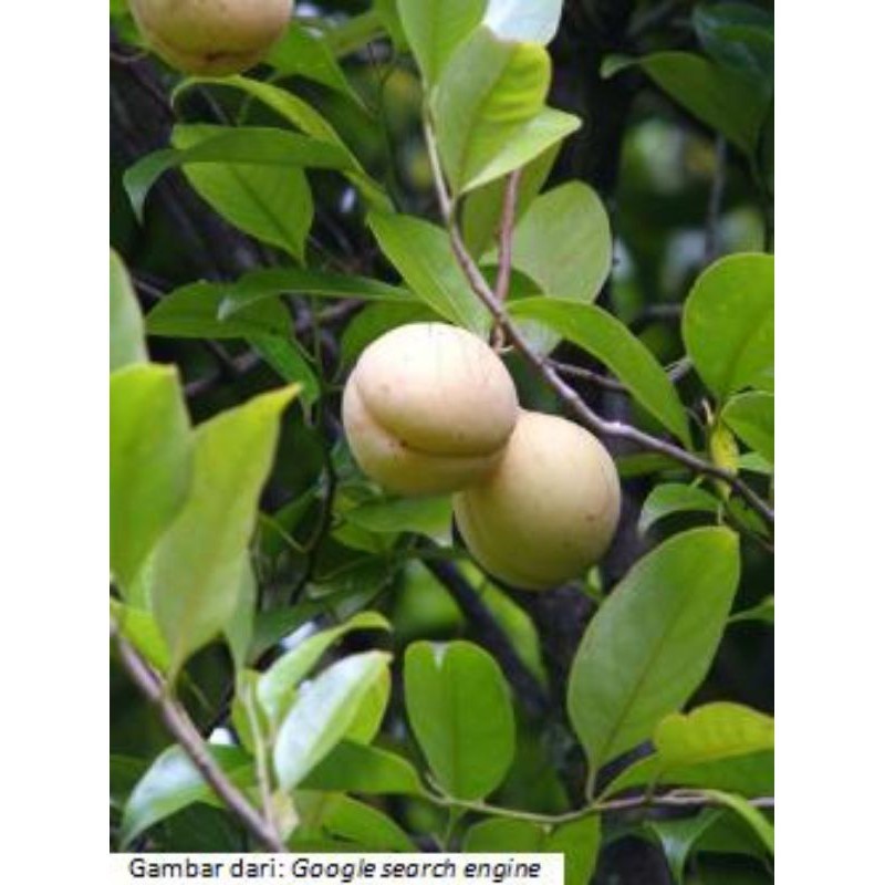 Jual Baru buah pala segar 1 kg/pala tua bisa buat bibit belum kupas ...