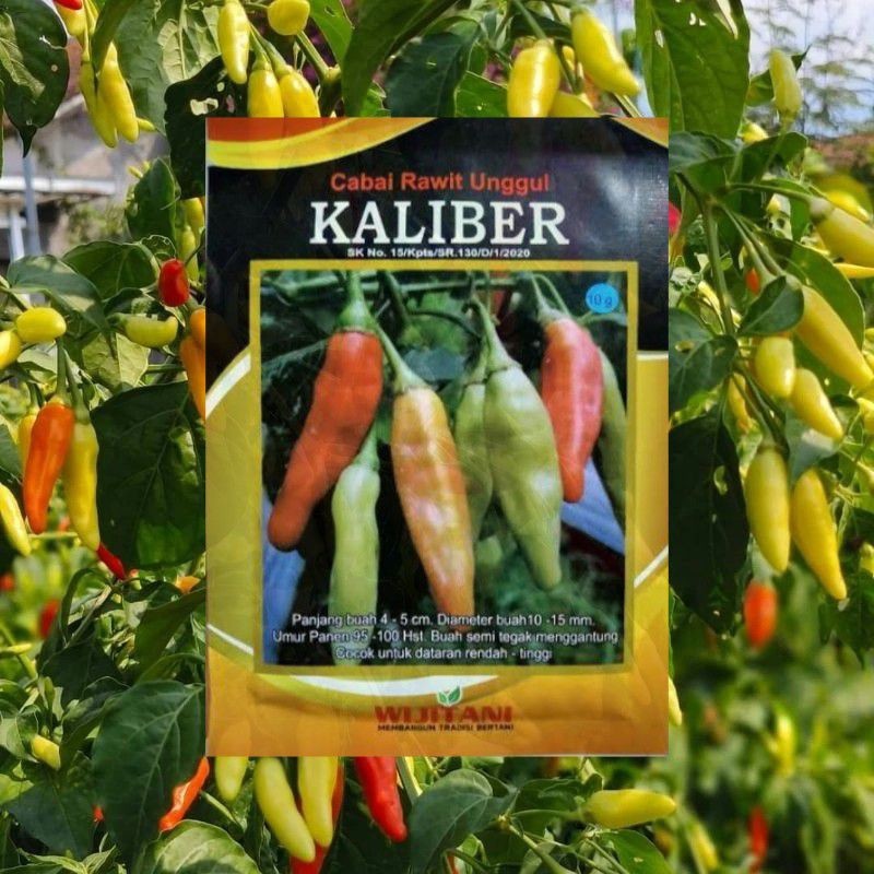 Jual tebus murah 100 Biji Cabe Kaliber | Benih cabai Rawit | Cabai ...