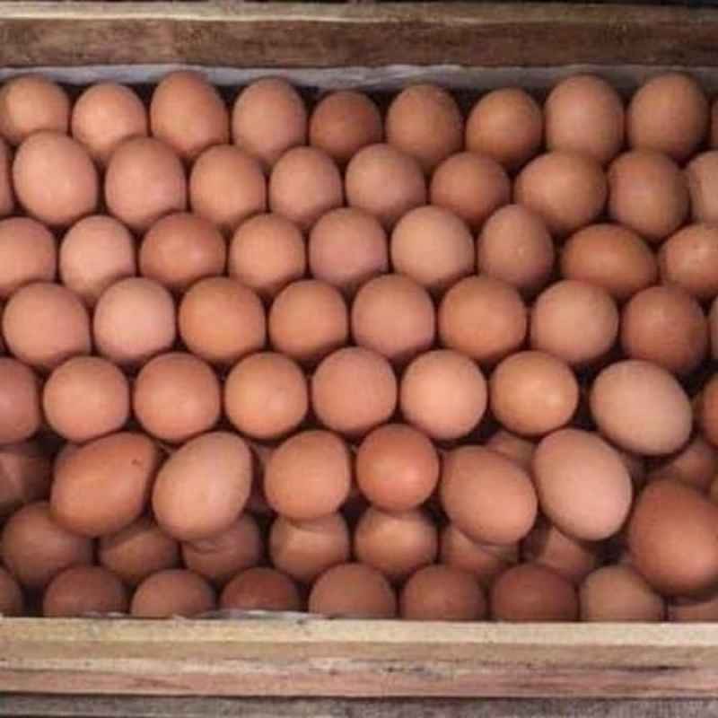 Jual Telur Ayam Negeri Curah Per Peti/Per Ikat @ 15 kg | Shopee Indonesia