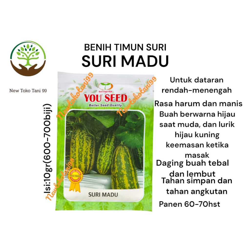 Jual Benih timun SURI MADU 10 gram benih timun suri belang manis madu ...