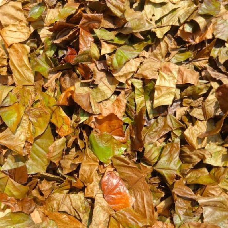 Jual BMB+ Daun Kopi Kering 250gr / Daun Kopi Siap Rebus / Kopi Kawa ...