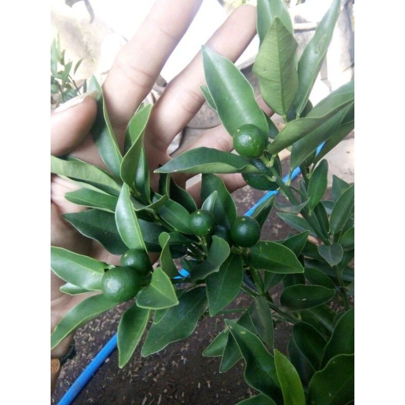 Jual JAMIN MURAH !!!Bibit Jeruk Nagami Kondisi Berbunga dan BERBUAH ...