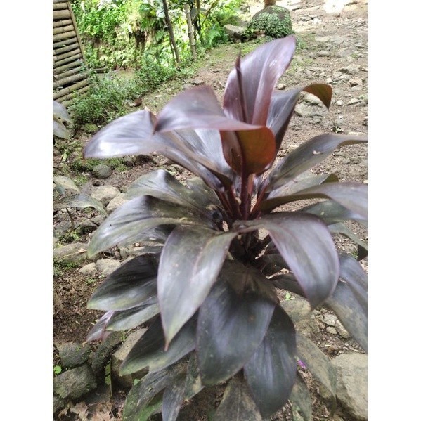 Jual Promo tanaman hias andong merah mini - hanjuang mini (R-S ...