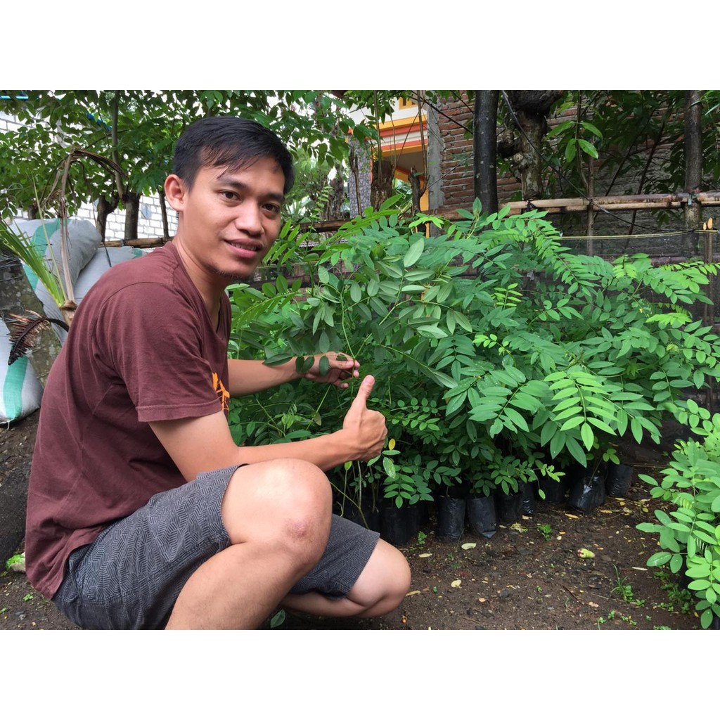 Jual JAMIN MURAH !!!Bibit pakcong indigofera turi kaliandra kualitas ...
