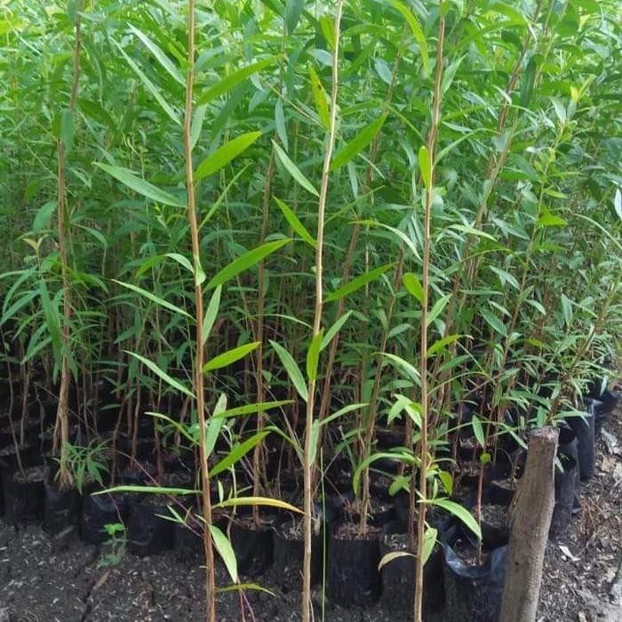 Jual Bibit Kayu Putih Super Harum Untuk Minyak Super ( Beli 5 Gratis 1 ...