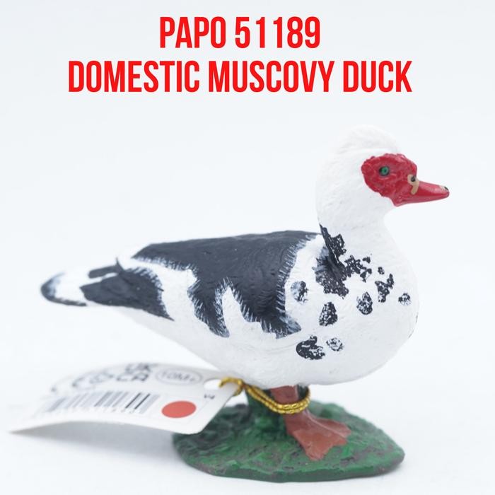 Jual PAPO 51189 Domestic Muscovy Duck Bebek Muscovy Itik Serati Cairina ...