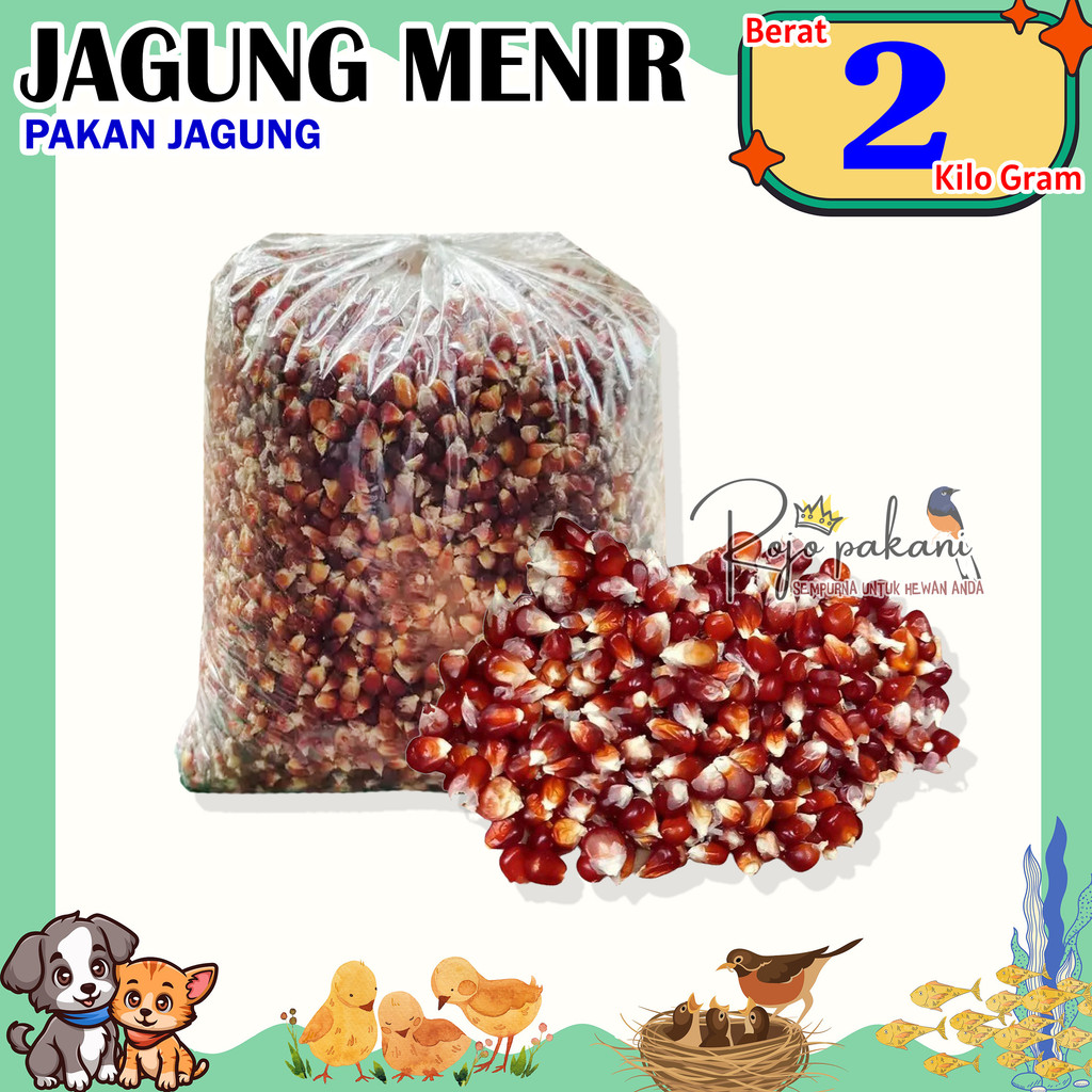Jual RP JAGUNG MANGGIS MERPATI 2 KG ATAU JAGUNG UNGU KRISTAL PAKAN ...