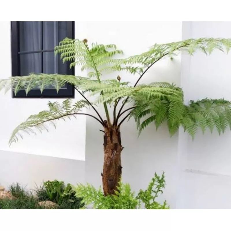 Jual BONGGOL PAKIS MONYET KECIL HANOMAN ANAKAN AR | Shopee Indonesia